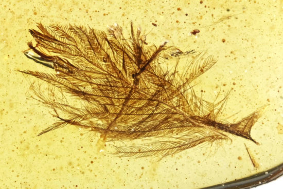Welcome to Fossil Amber Inclusion!